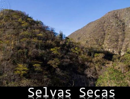 Selvas secas.JPG :: Letras del gorrión